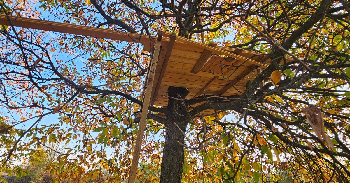 Baumhaus in Edelkastanie im öffentlichen Straßenraum | Gemeinde Neuenhagen bei Berlin